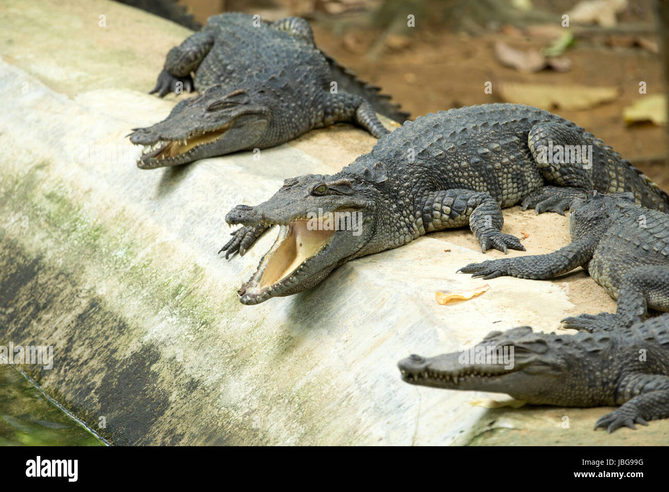Close up of an Alligator Stock Photo - Alamy