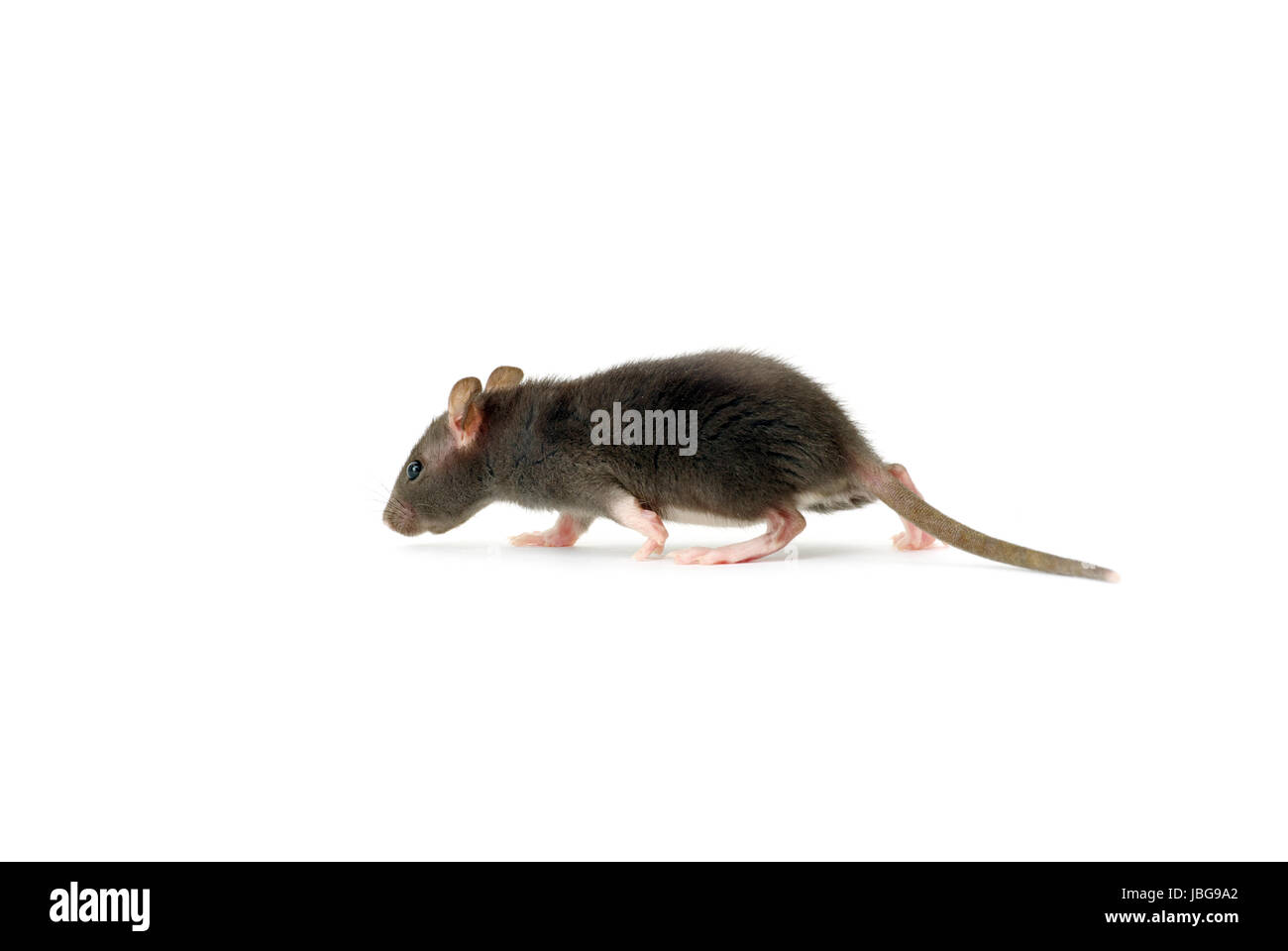 funny rat isolated on white background Stock Photo - Alamy