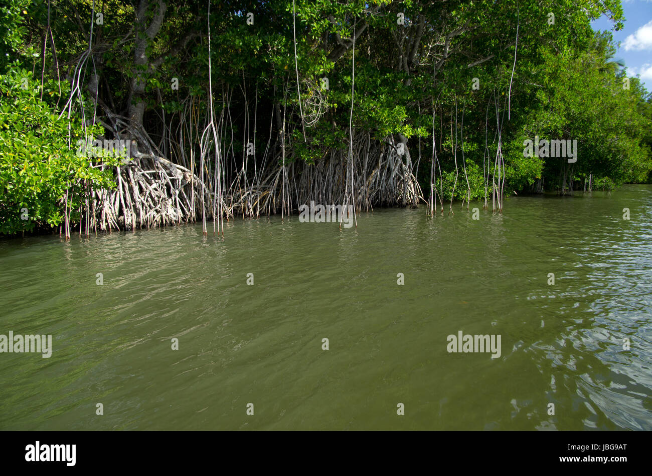 mangrove trees in caribbean sea Stock Photo - Alamy