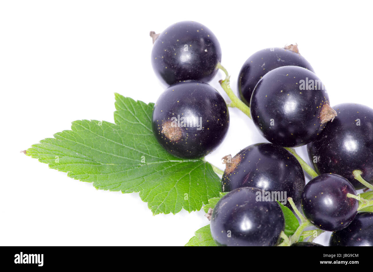 branch of black currant fruits isolated on white background Stock Photo ...