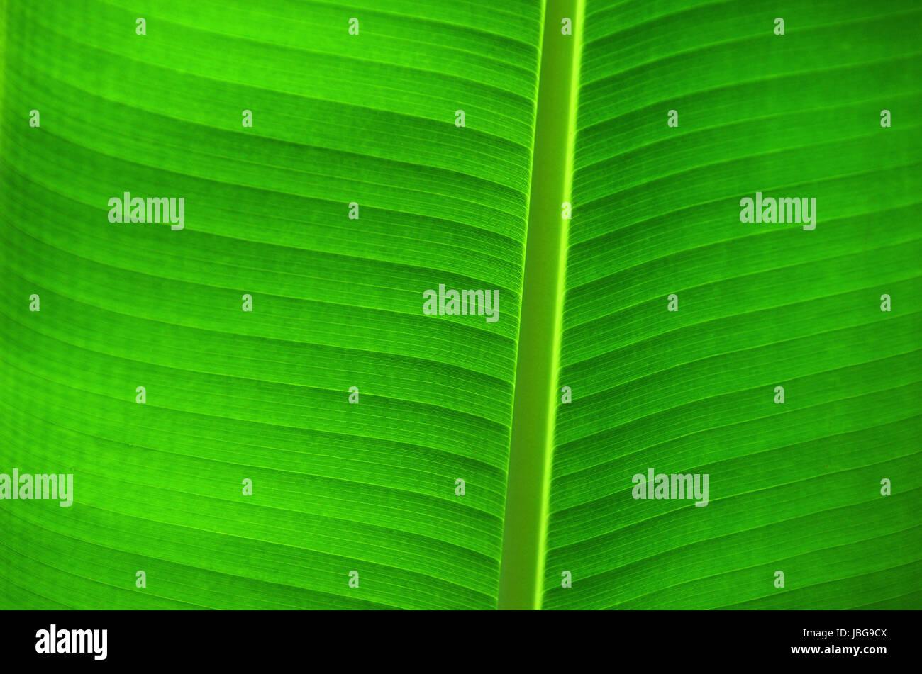 leaf of a plant close up Stock Photo - Alamy