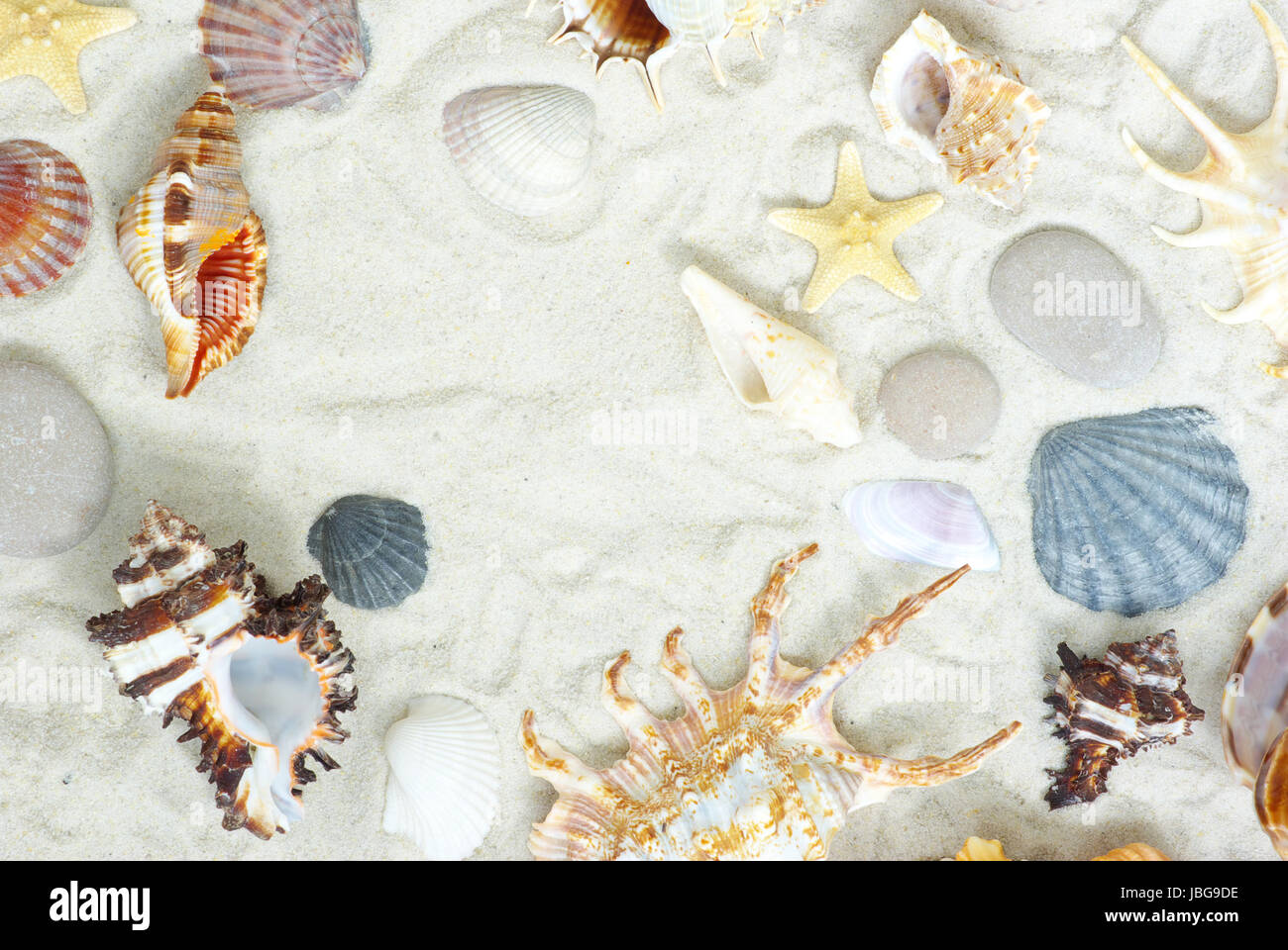 starfish and shells on the beach Stock Photo - Alamy