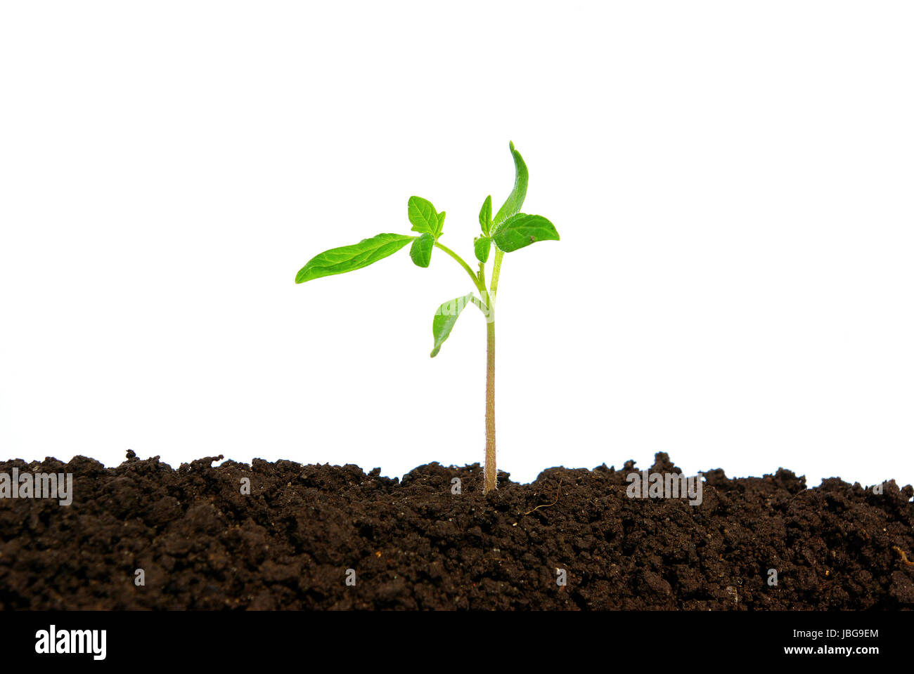 Little green plant on white background Stock Photo - Alamy
