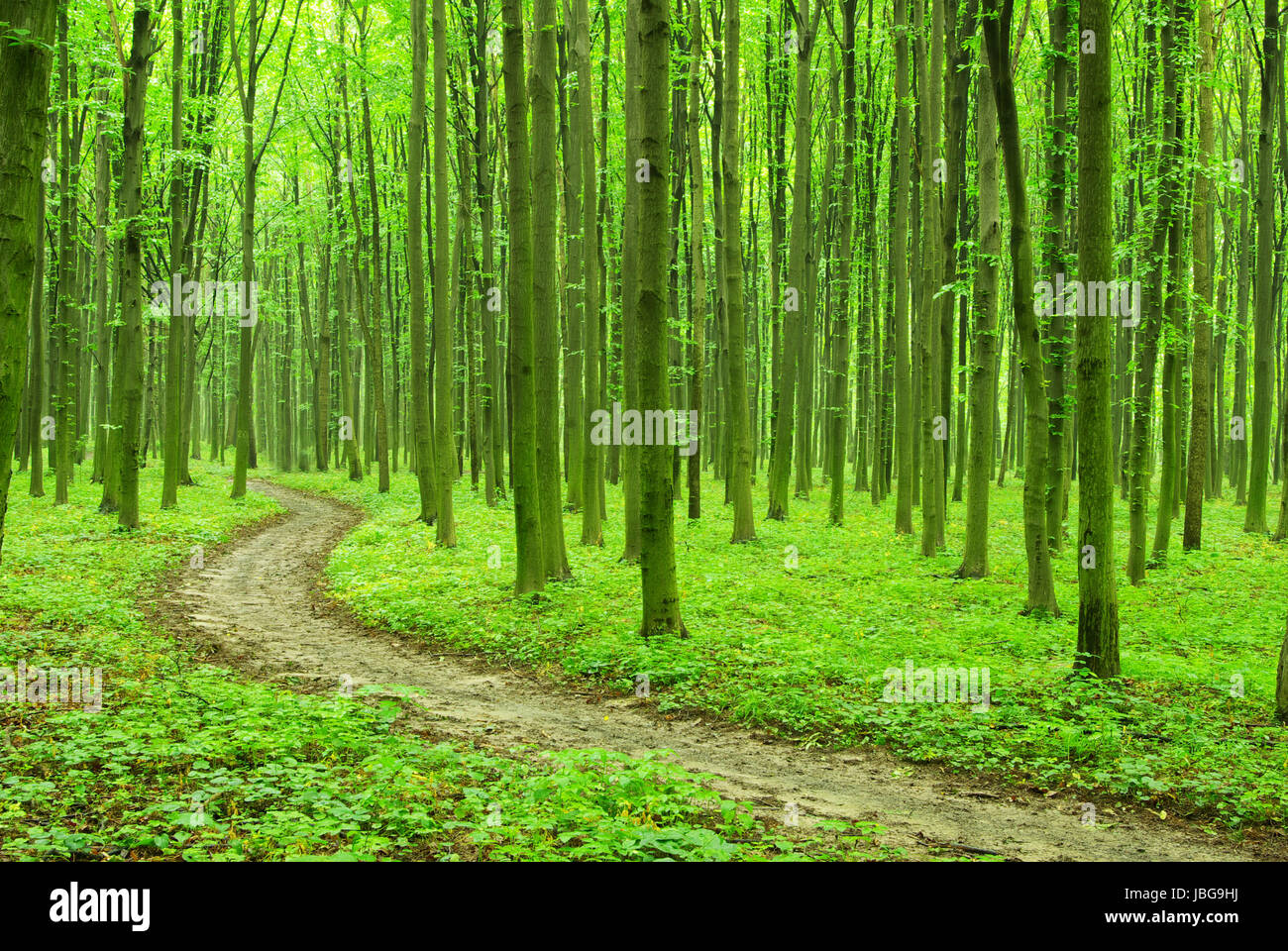 a path is in the green forest Stock Photo - Alamy