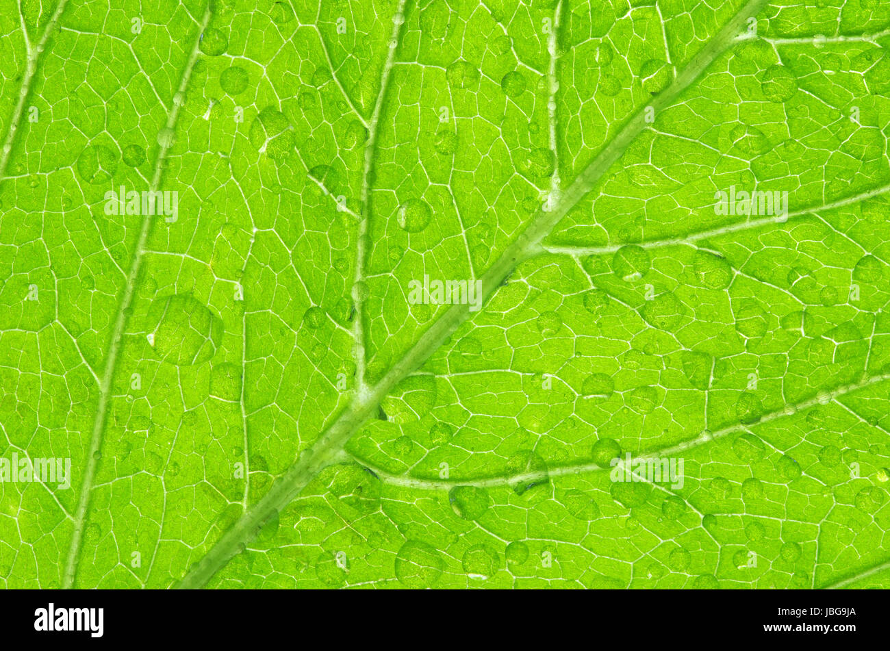 structure of leaf natural background Stock Photo - Alamy