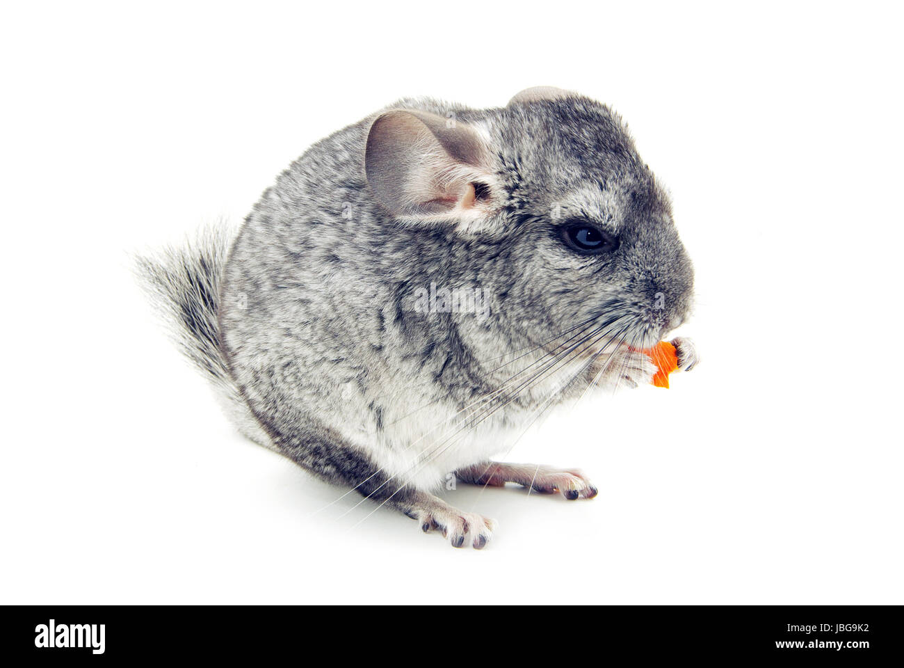 gray chinchilla isolated on white Stock Photo - Alamy