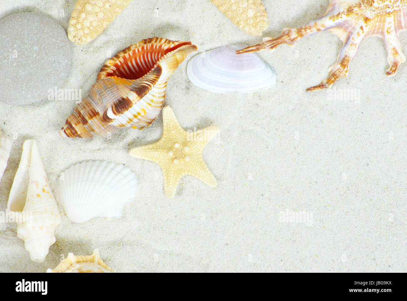 starfish and shells on the beach Stock Photo - Alamy