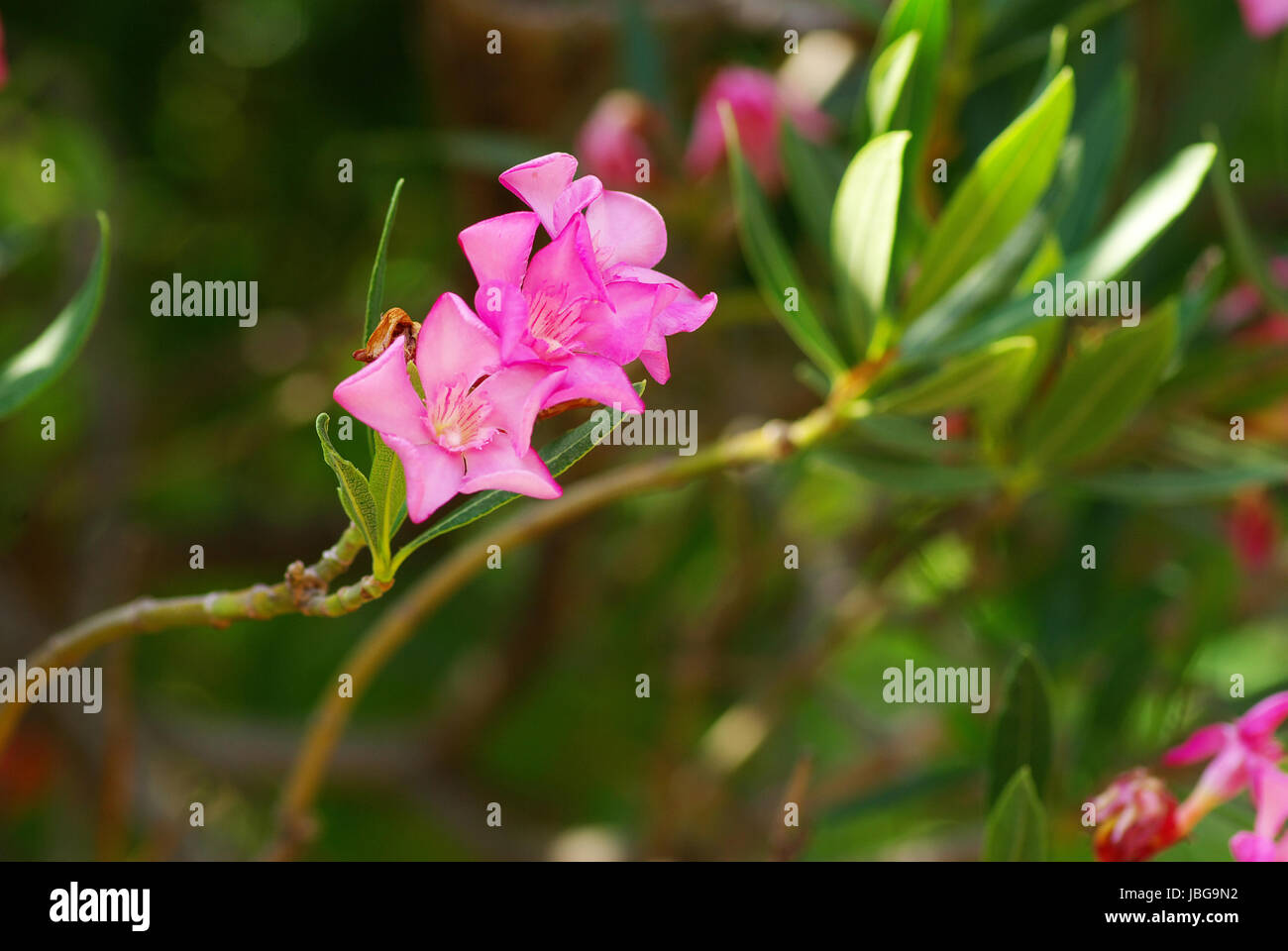 beautiful spring flowers isolated on green background Stock Photo - Alamy