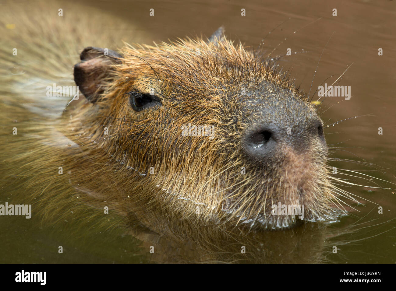 Close up of a Capybara Stock Photo - Alamy