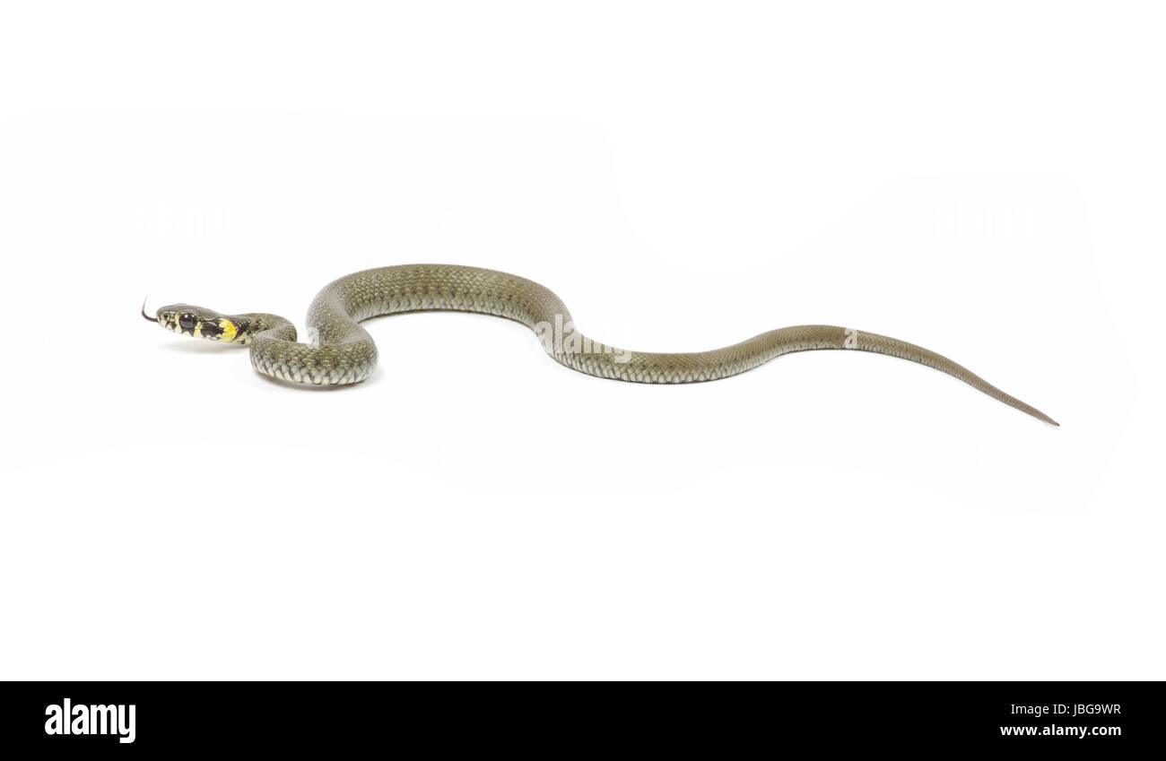 snake isolated on white background Stock Photo - Alamy