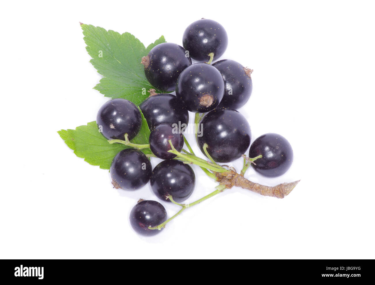 branch of black currant fruits isolated on white background Stock Photo - Alamy