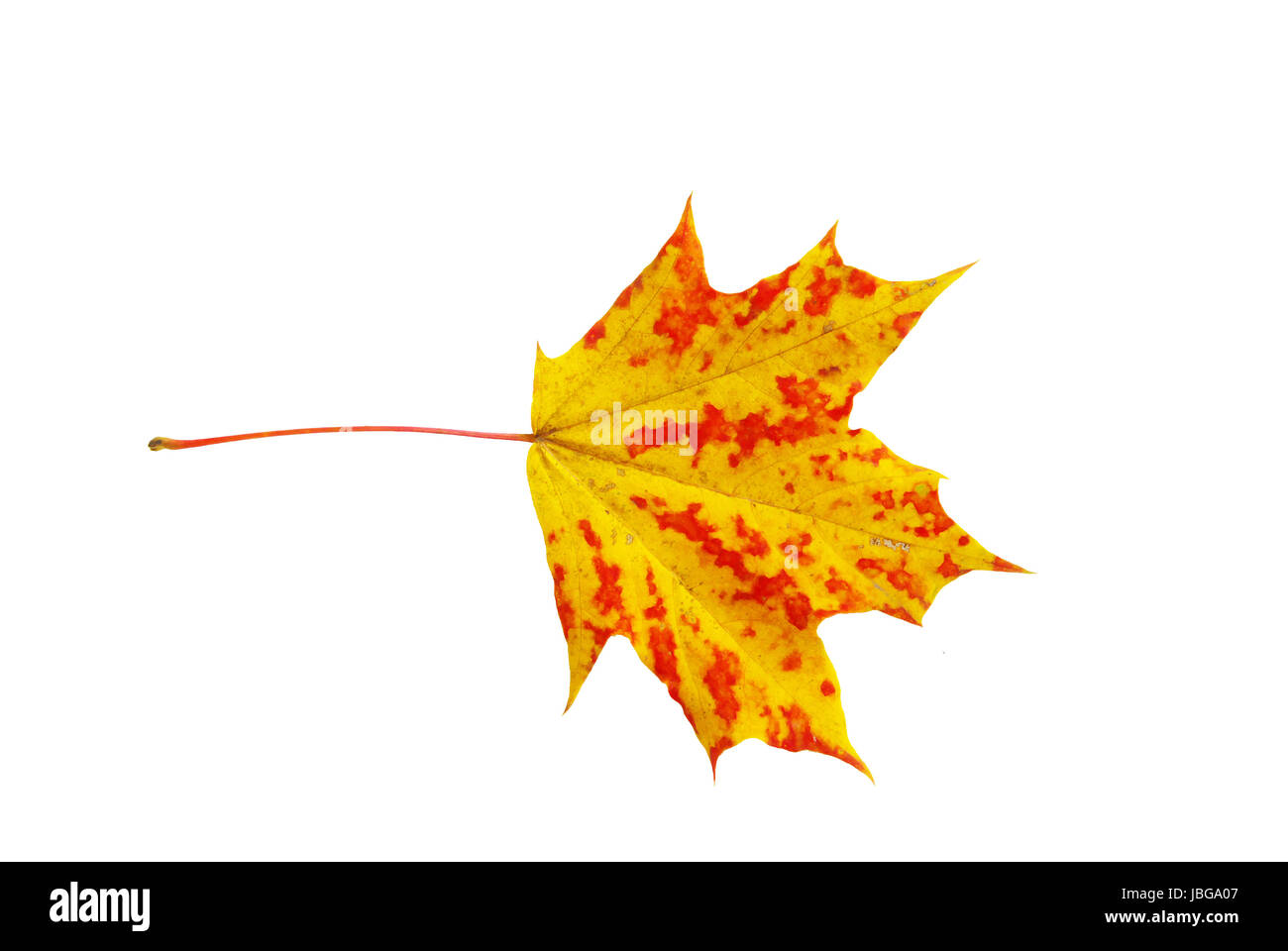 autumn maple leaf isolated on white background Stock Photo - Alamy