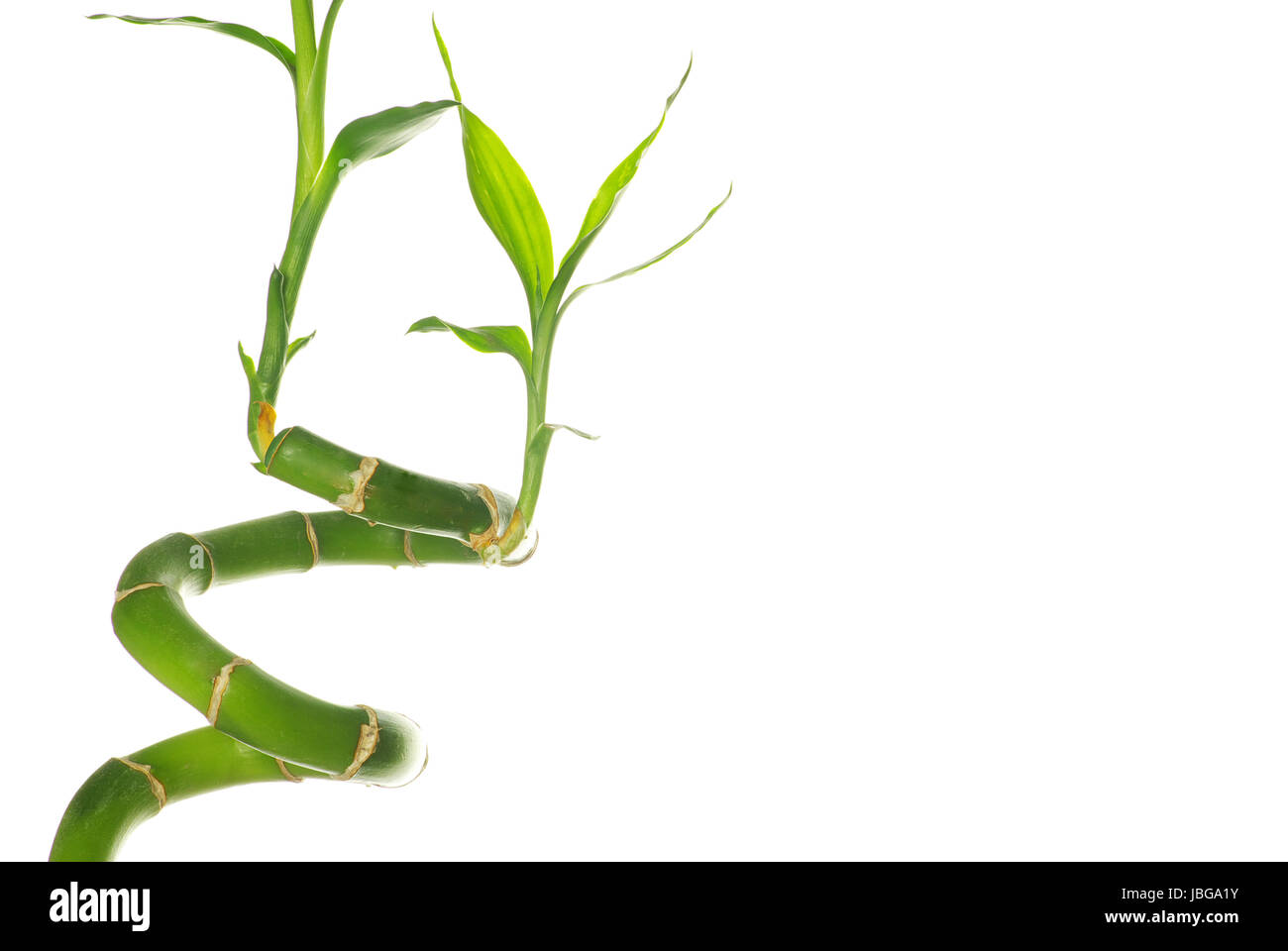 Bamboo isolated on a white background Stock Photo - Alamy