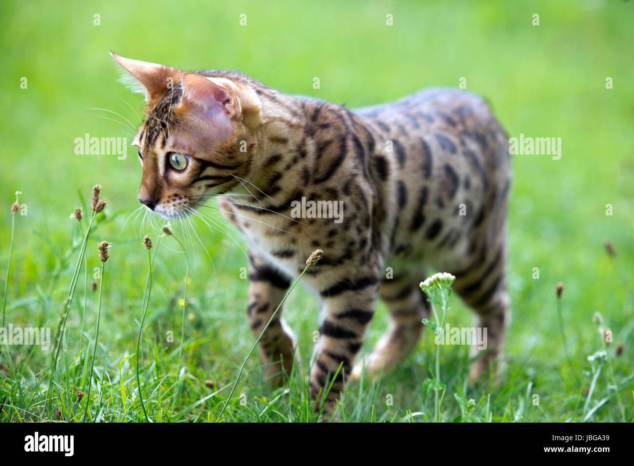 The cat runs on a lawn Stock Photo - Alamy
