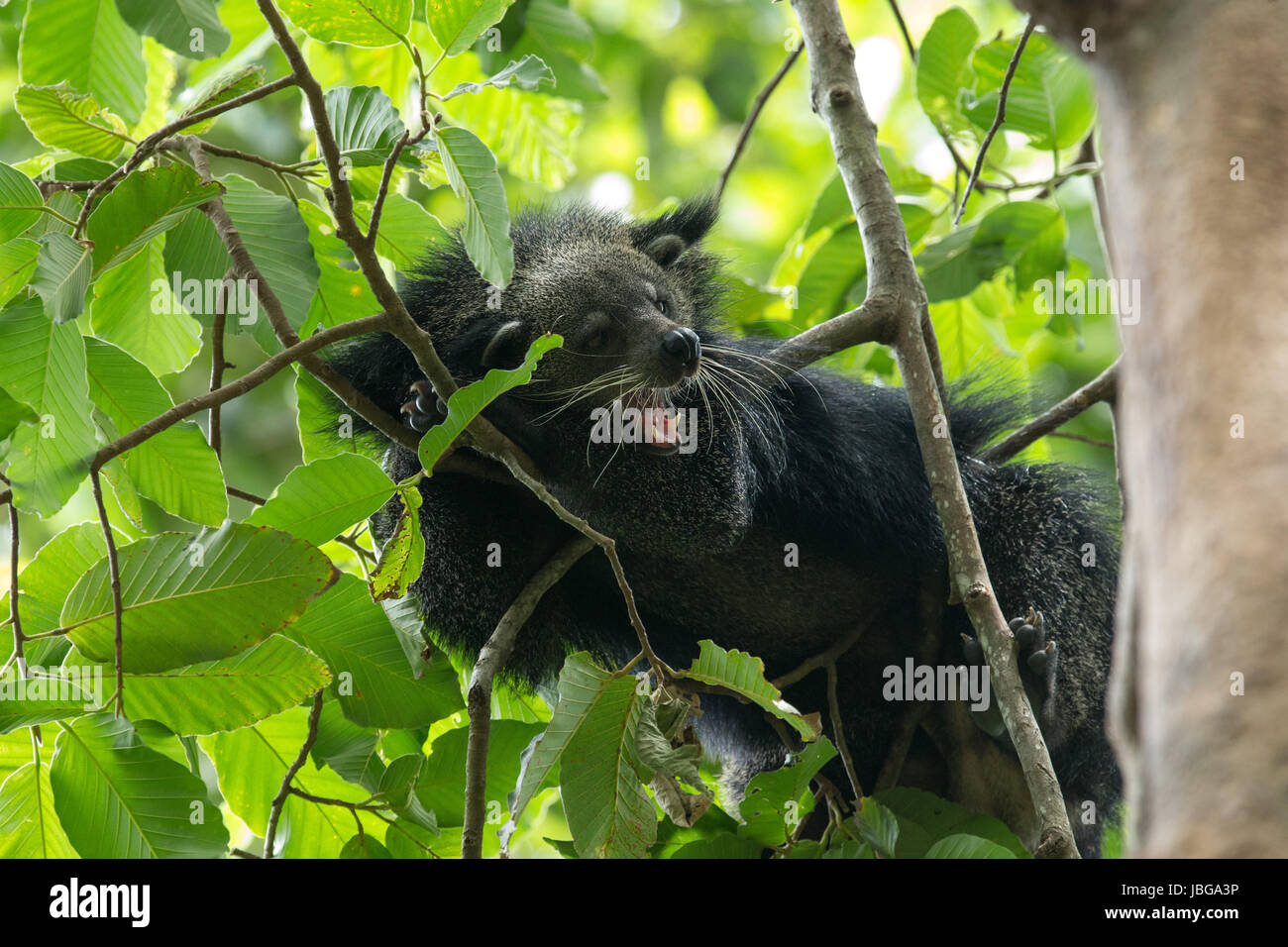 rare and amusing animal of binturong Stock Photo - Alamy