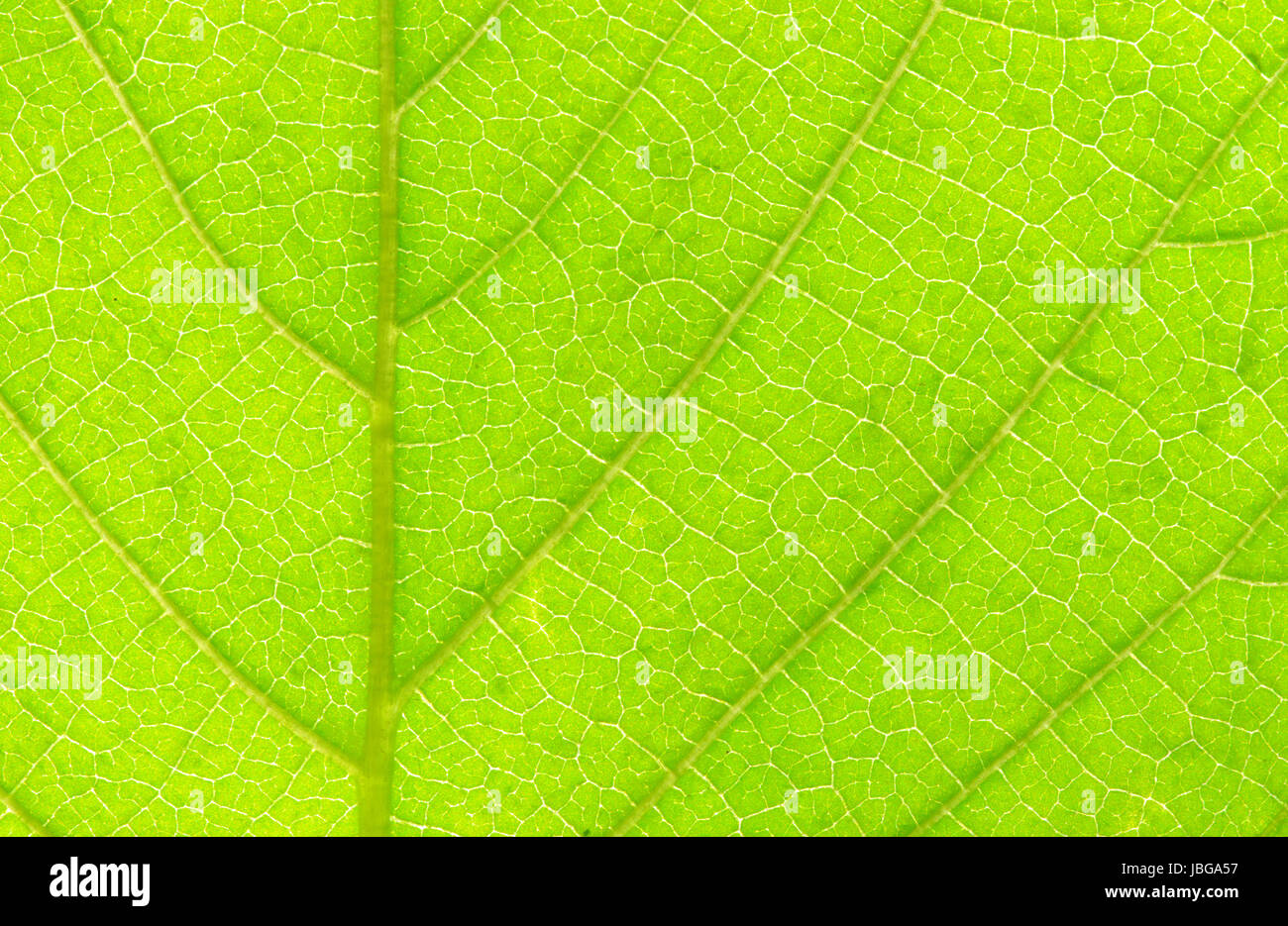 structure of leaf natural background Stock Photo - Alamy