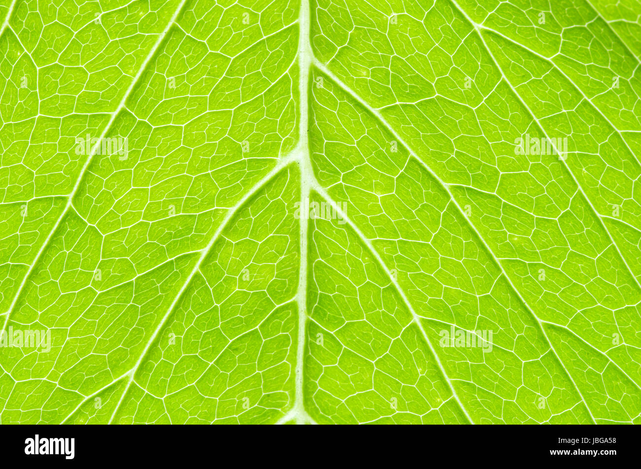structure of leaf natural background Stock Photo - Alamy