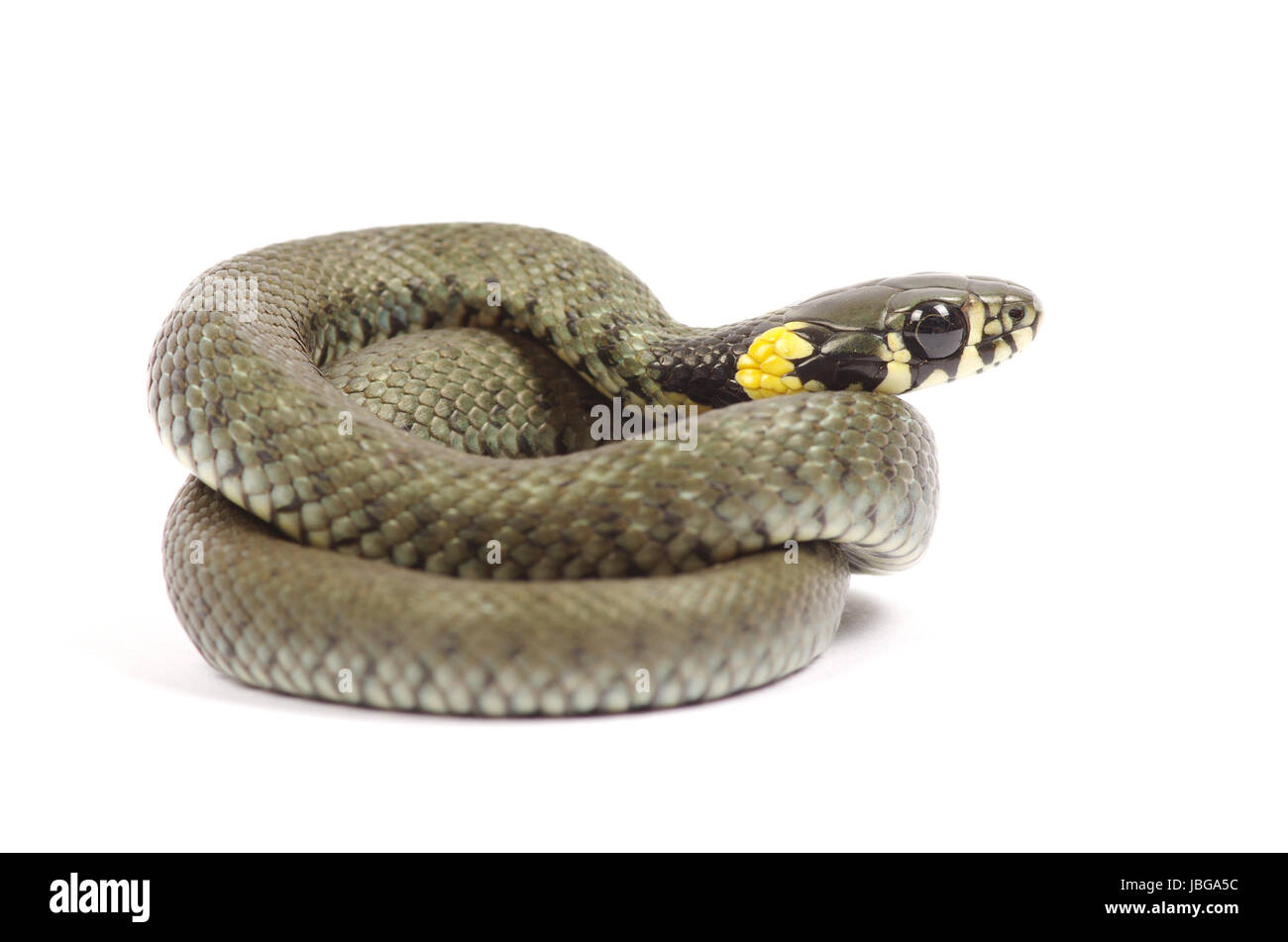snake isolated on white background Stock Photo - Alamy