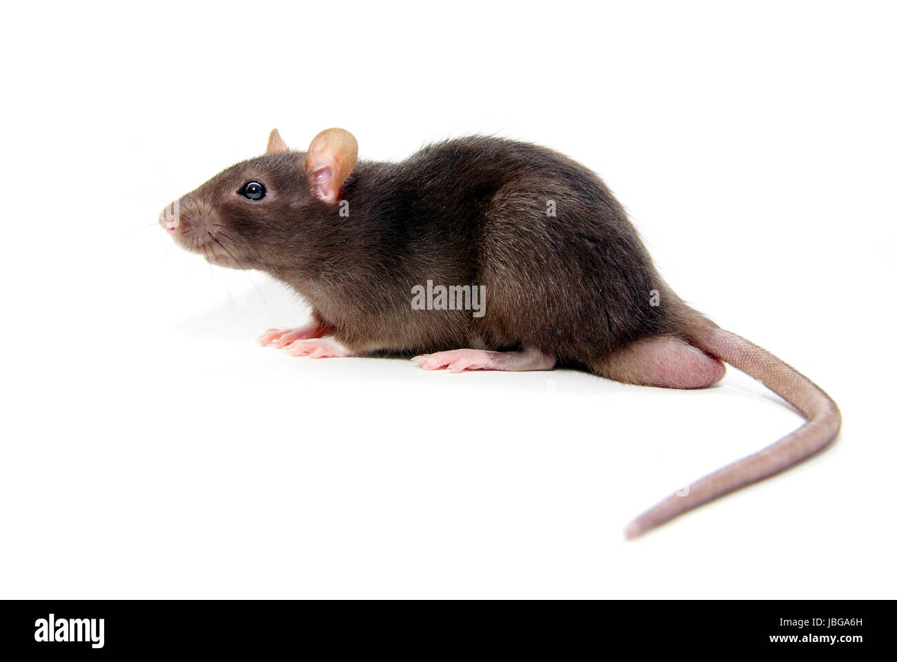 grey rat isolated on white background Stock Photo - Alamy