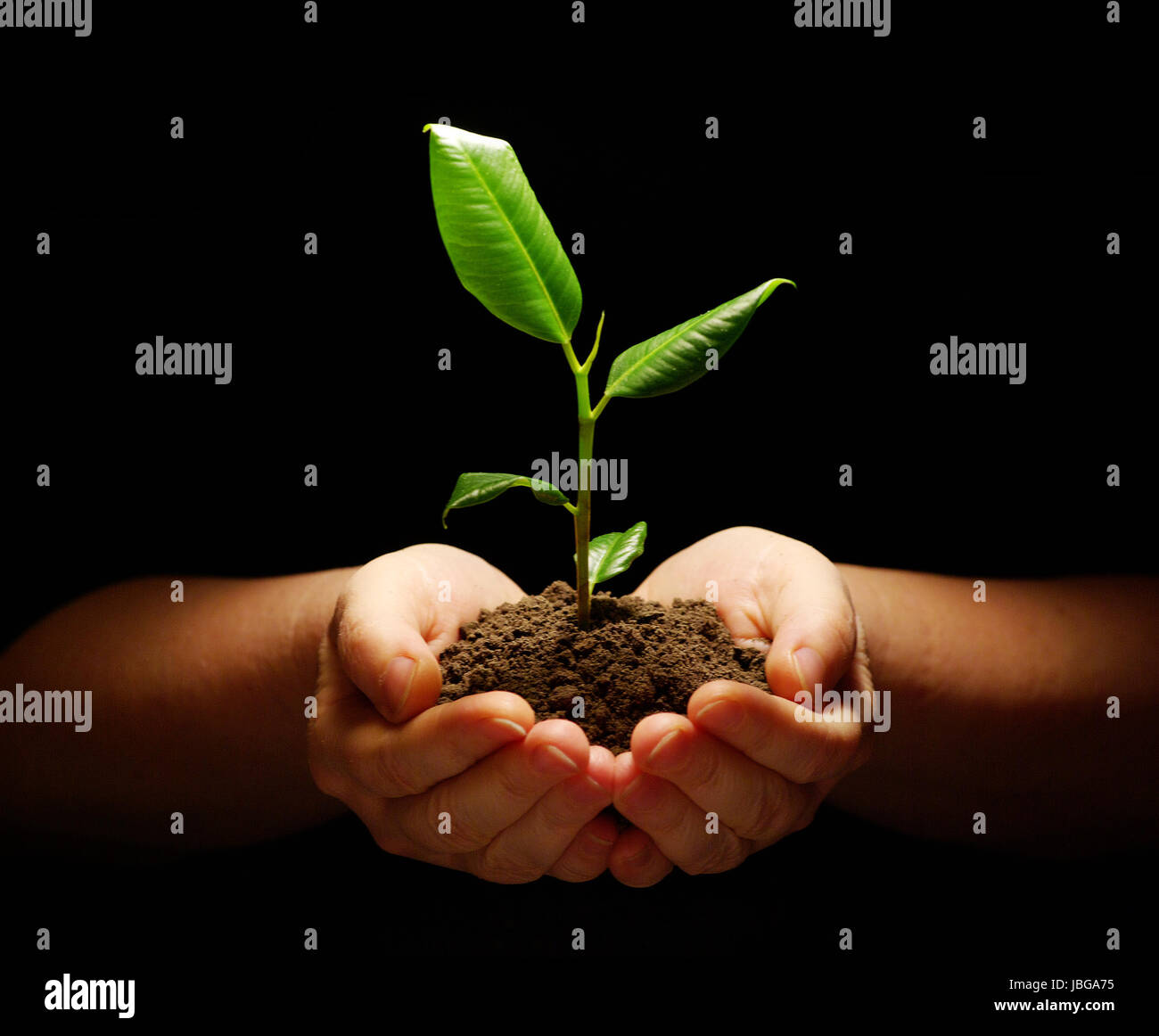 Hands holding sapling in soil on black Stock Photo - Alamy
