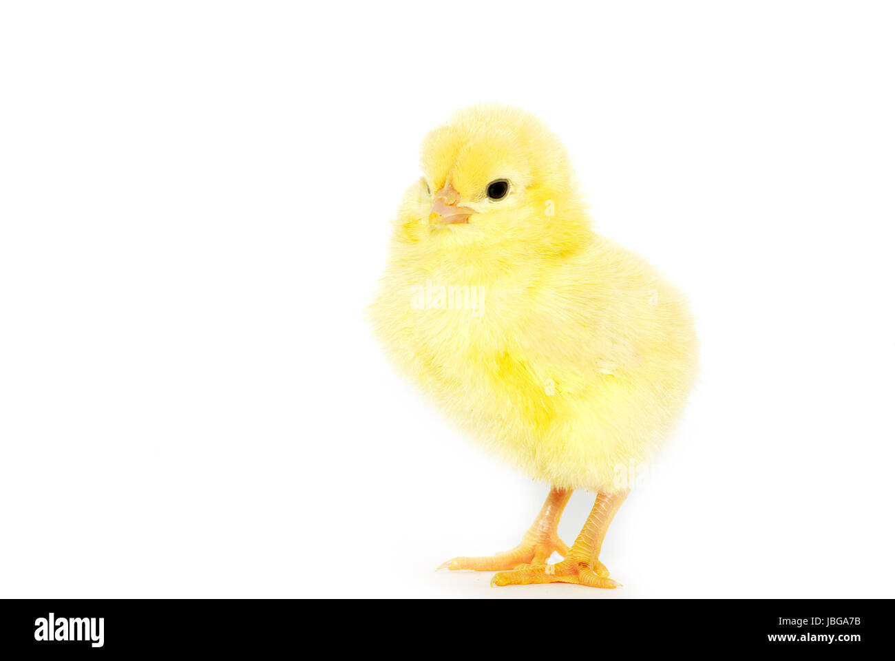 Cute little baby chicken isolated on white background Stock Photo - Alamy