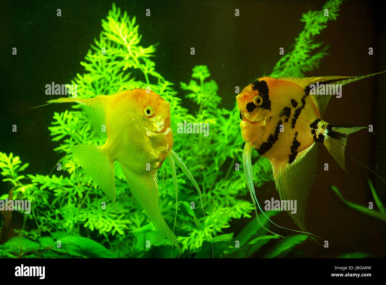 fish in a aquarium water Stock Photo - Alamy