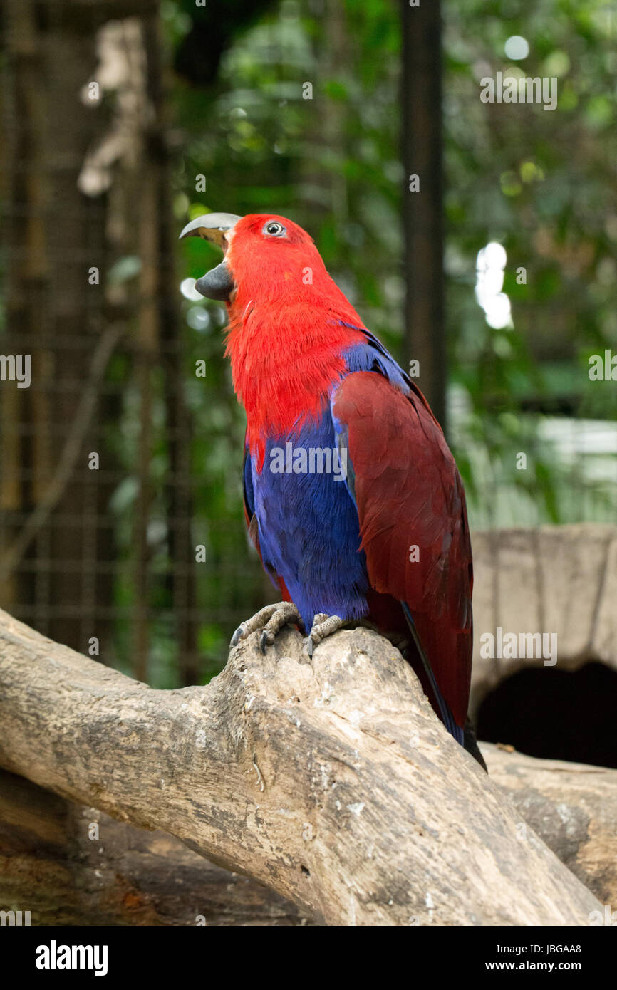 parrot bird sitting on the perch Stock Photo - Alamy