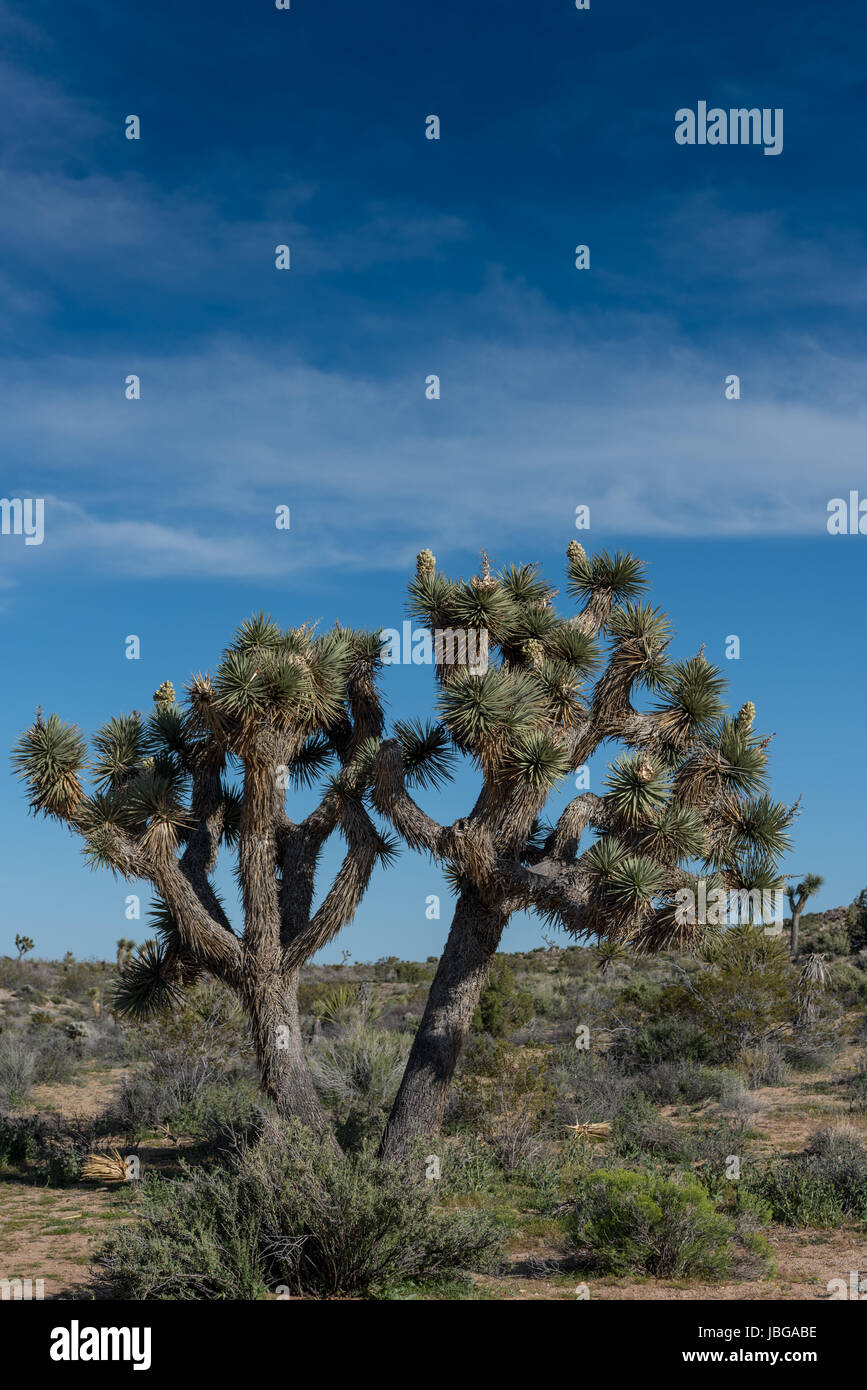 Joshua Tree Below Cloudy Sky in open desert Stock Photo - Alamy