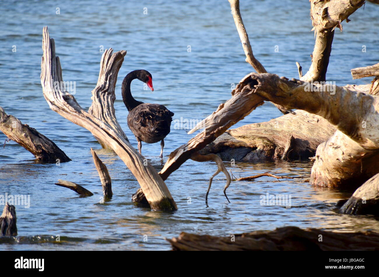 black swan with tree roots Stock Photo - Alamy