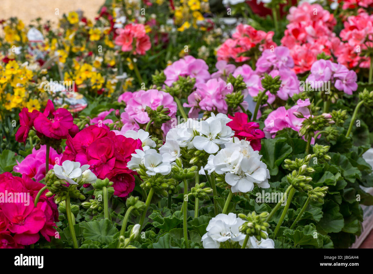 Flowers in spring in all colors, beautiful Stock Photo - Alamy