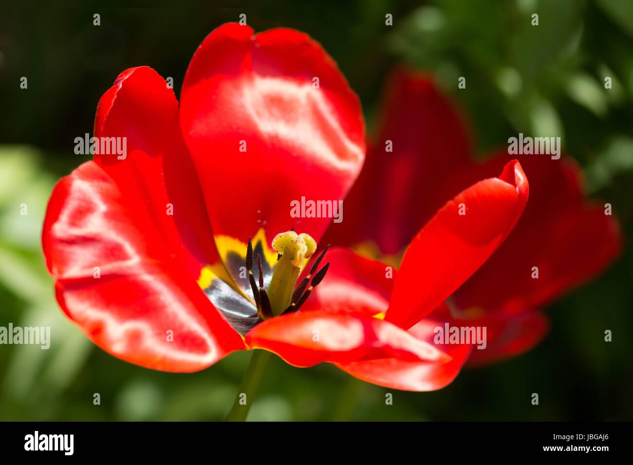 red tulip / red tulip Stock Photo - Alamy