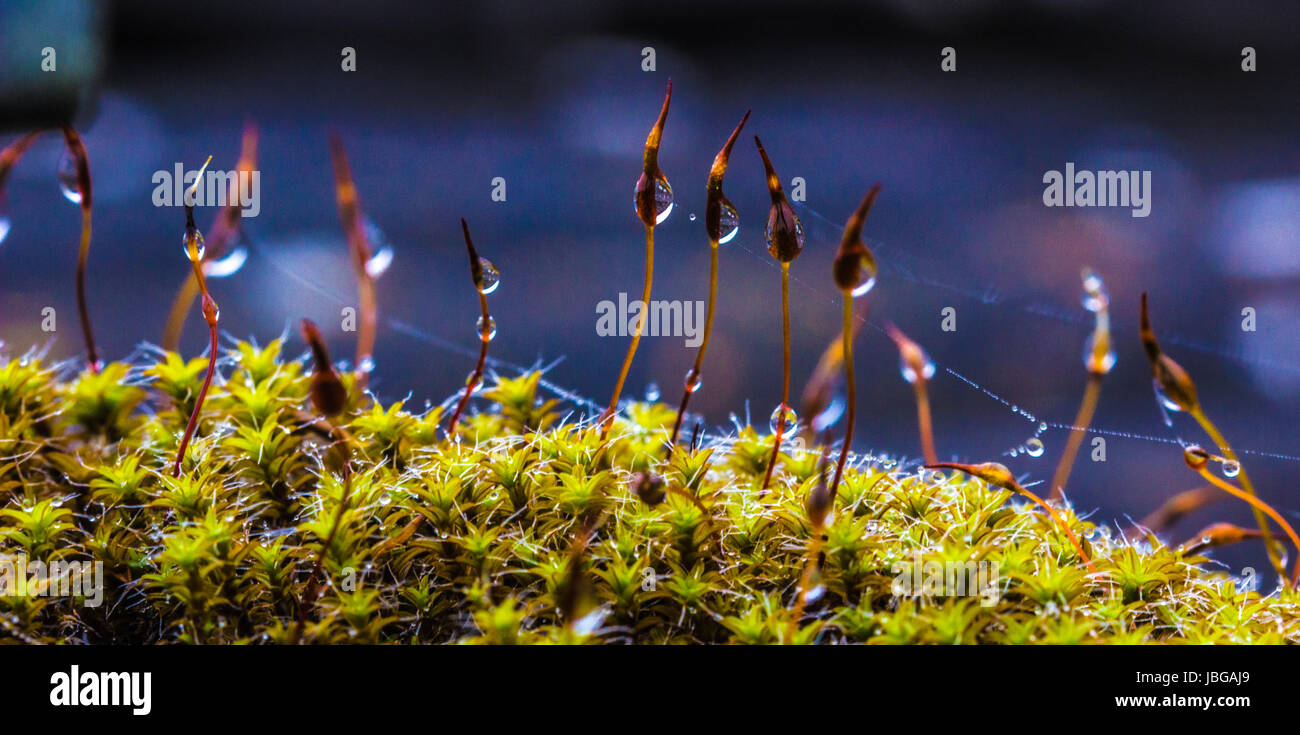 moos in morning Stock Photo - Alamy