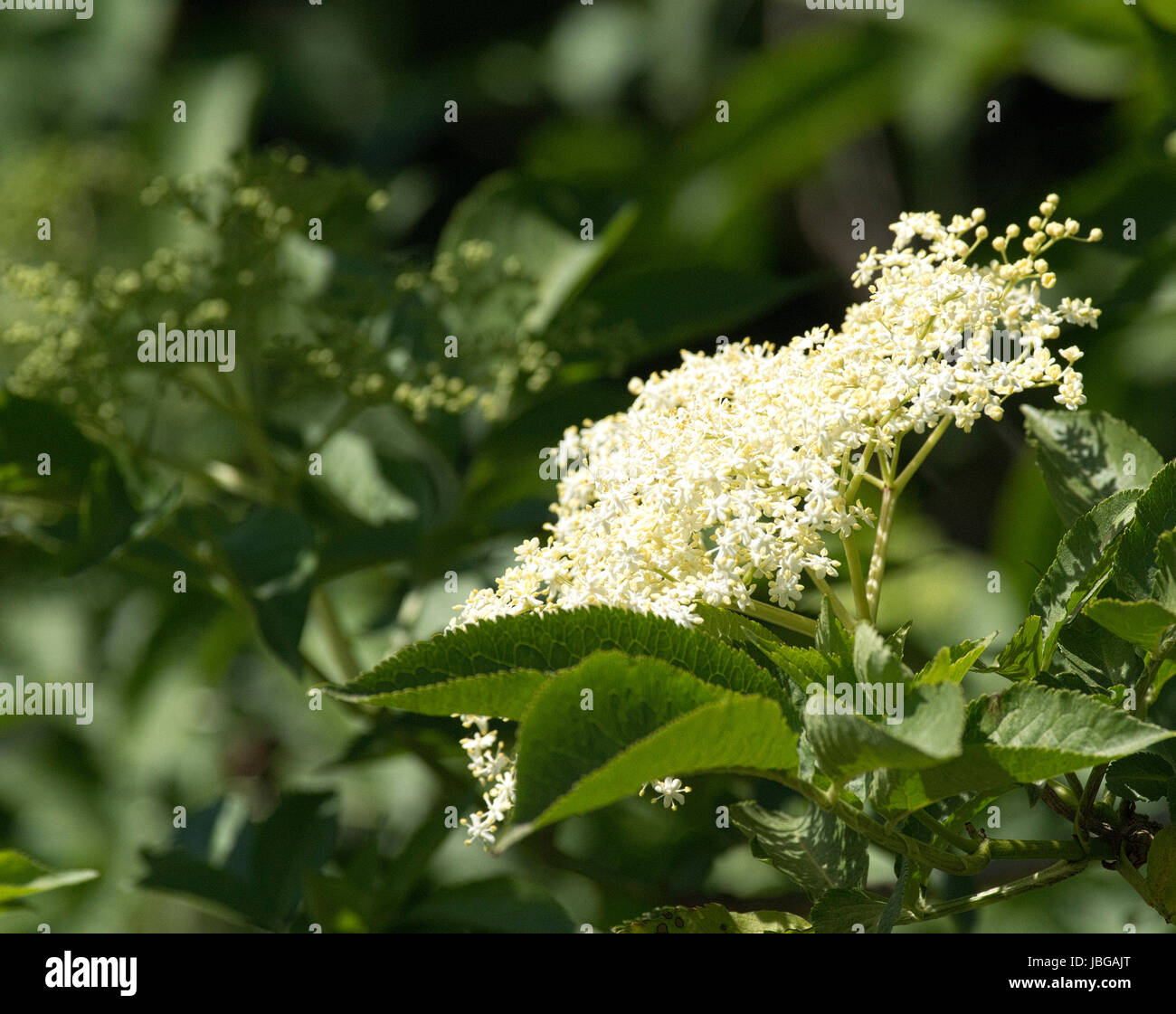elder flower in a meadow in la spezia Stock Photo - Alamy