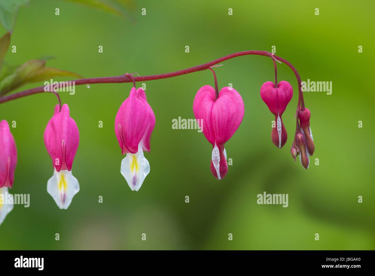 bleeding heart / bleeding heart Stock Photo - Alamy
