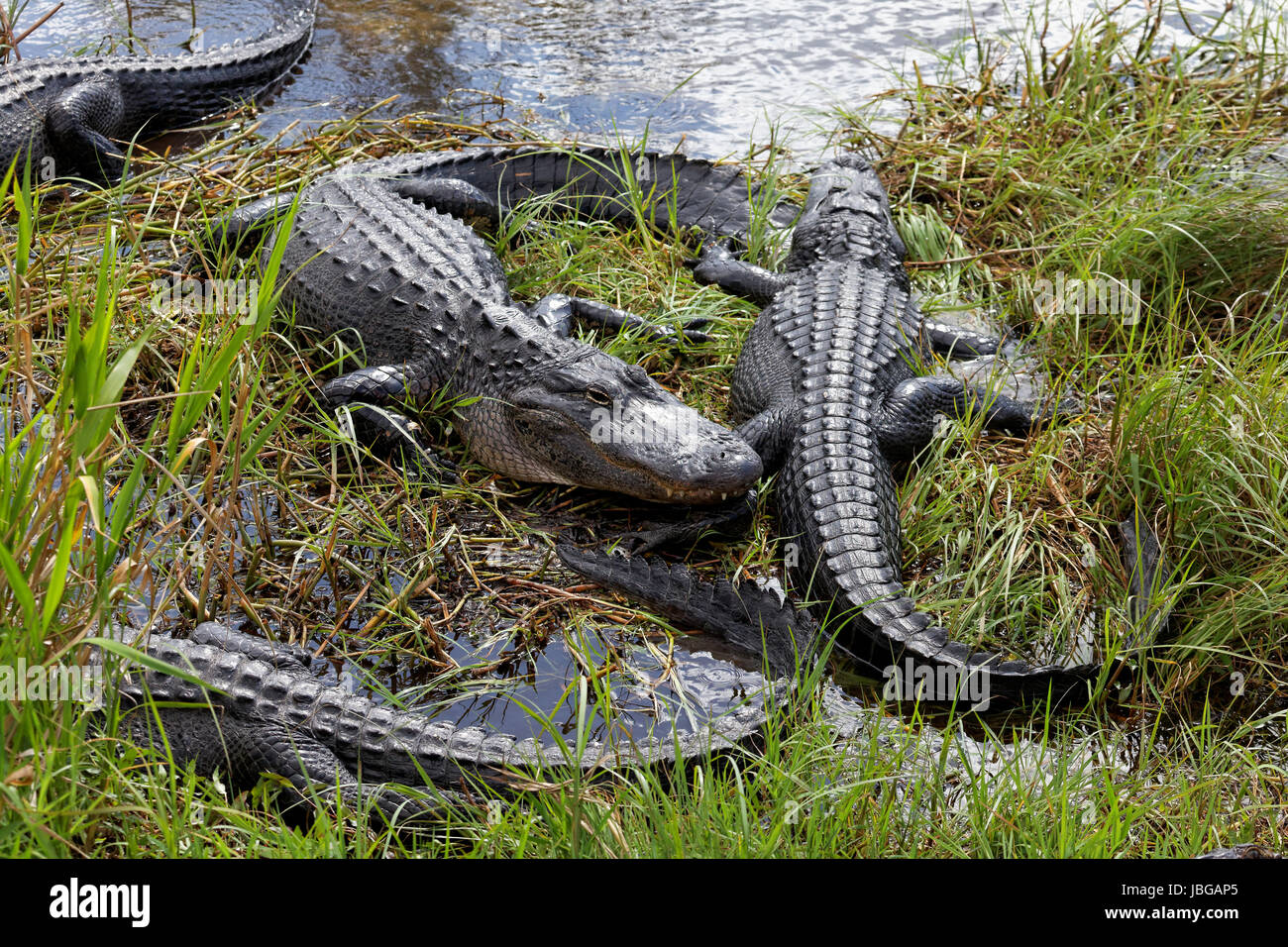 Mississippi Alligatoren in den Everglades Stock Photo - Alamy