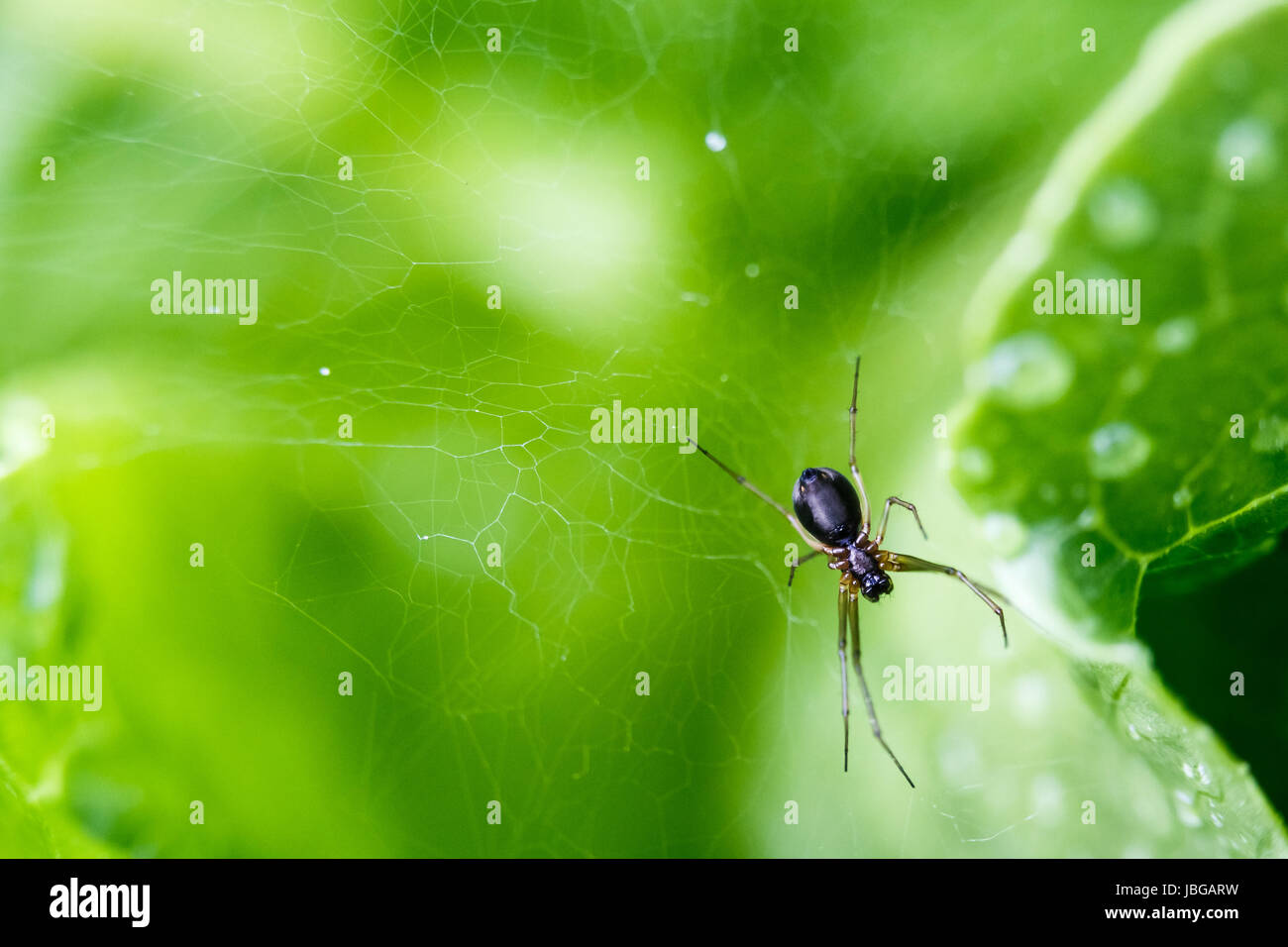 Small field spider on a spider web after rain against a green ...