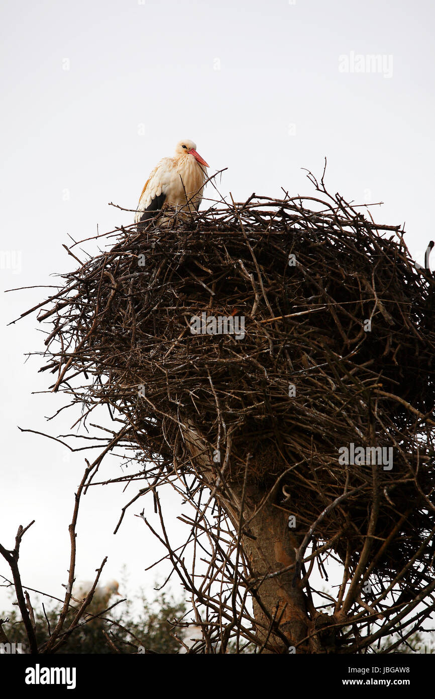 Stork sitting in the nest in Morocco Stock Photo - Alamy