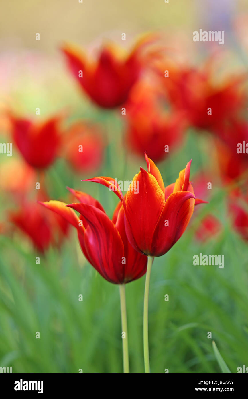 Queen of sheba flower hi-res stock photography and images - Alamy