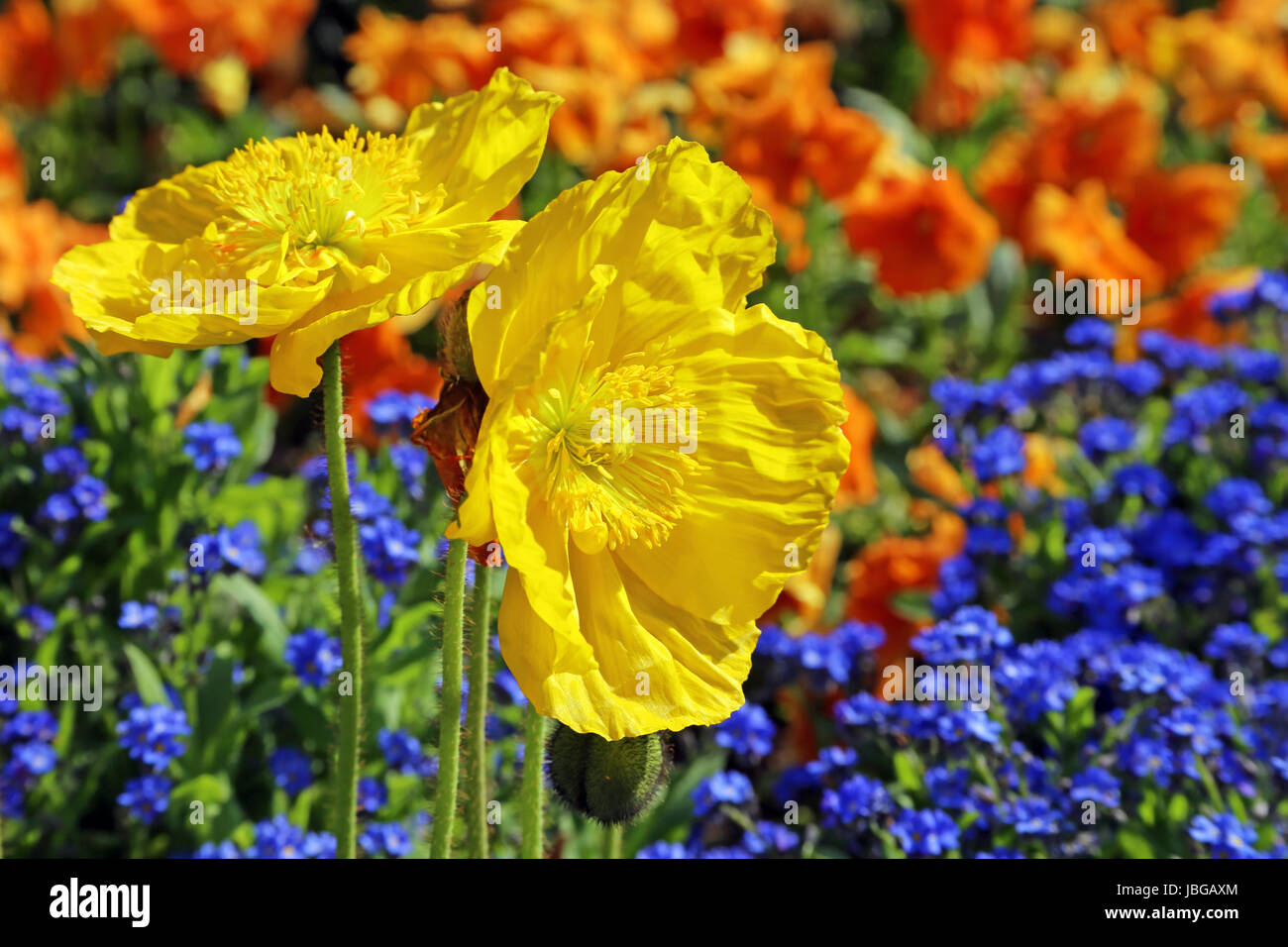 yellow poppies in spring border Stock Photo - Alamy