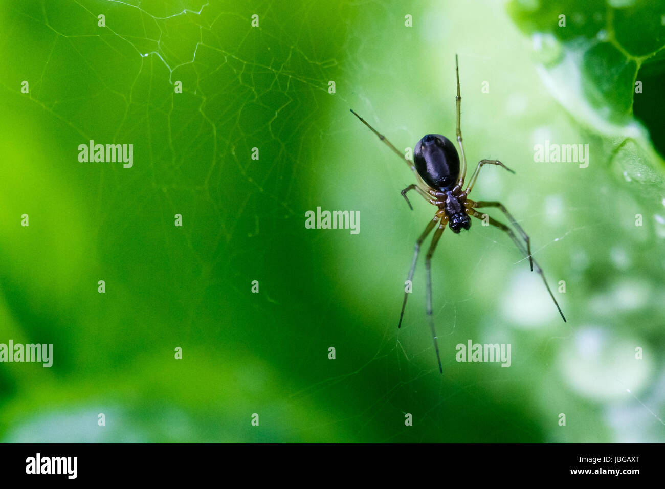 Field spider hi-res stock photography and images - Alamy
