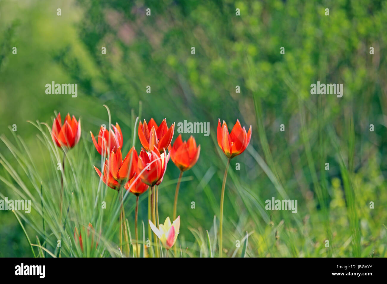 Orphanidestulpe hi-res stock photography and images - Alamy