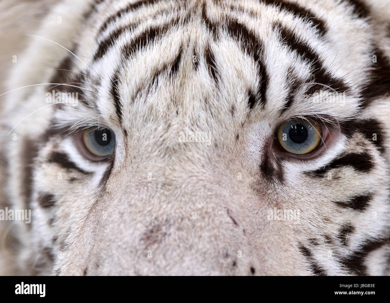 White Bengal Tigers Eyes
