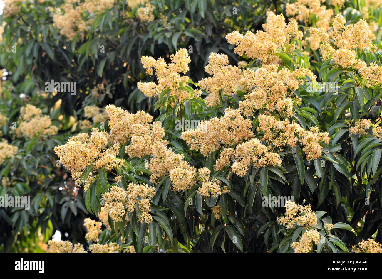 lychee flower in lychee orchard Stock Photo - Alamy