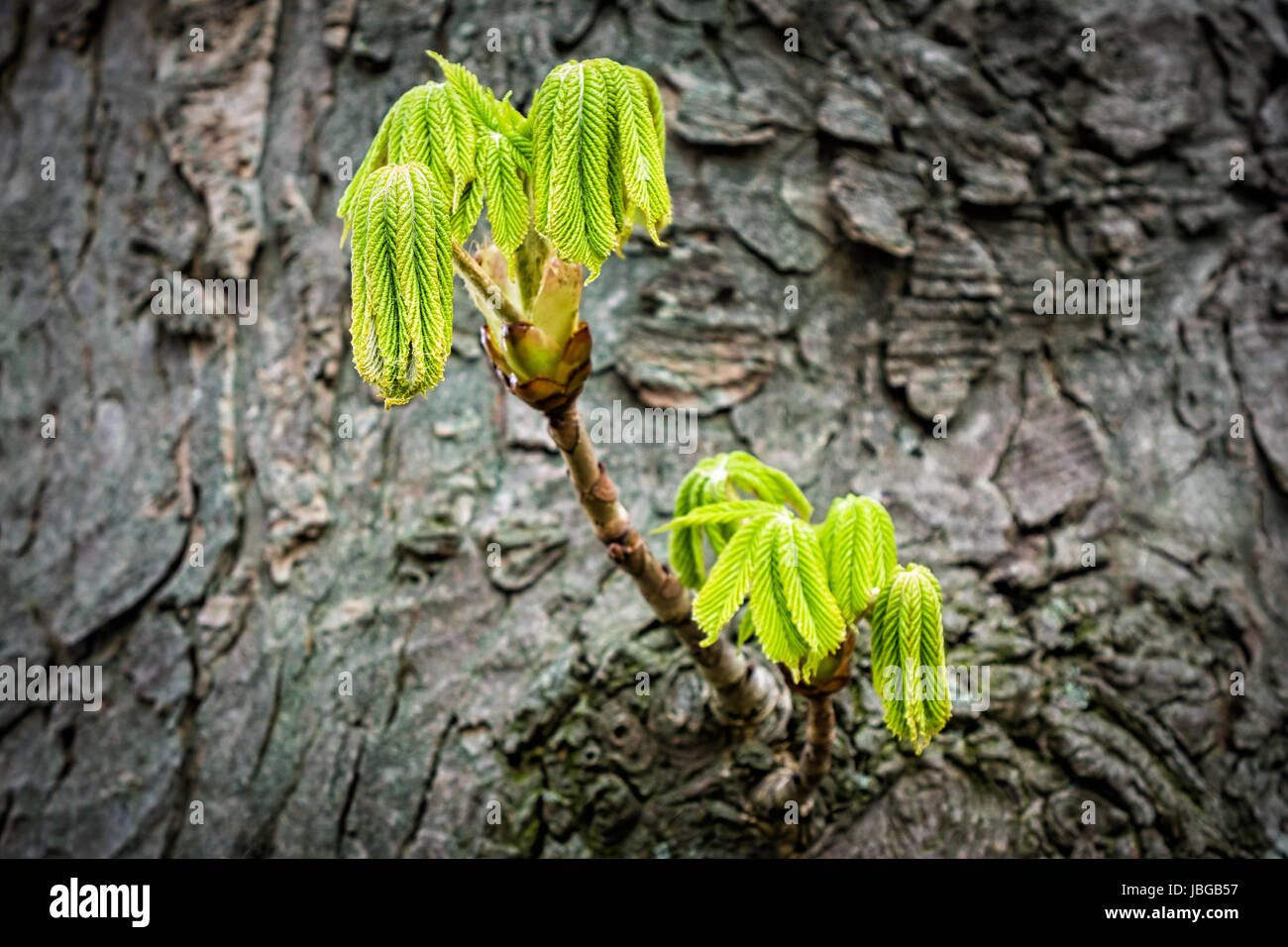 Ein Zweig eines Baumes Stock Photo - Alamy