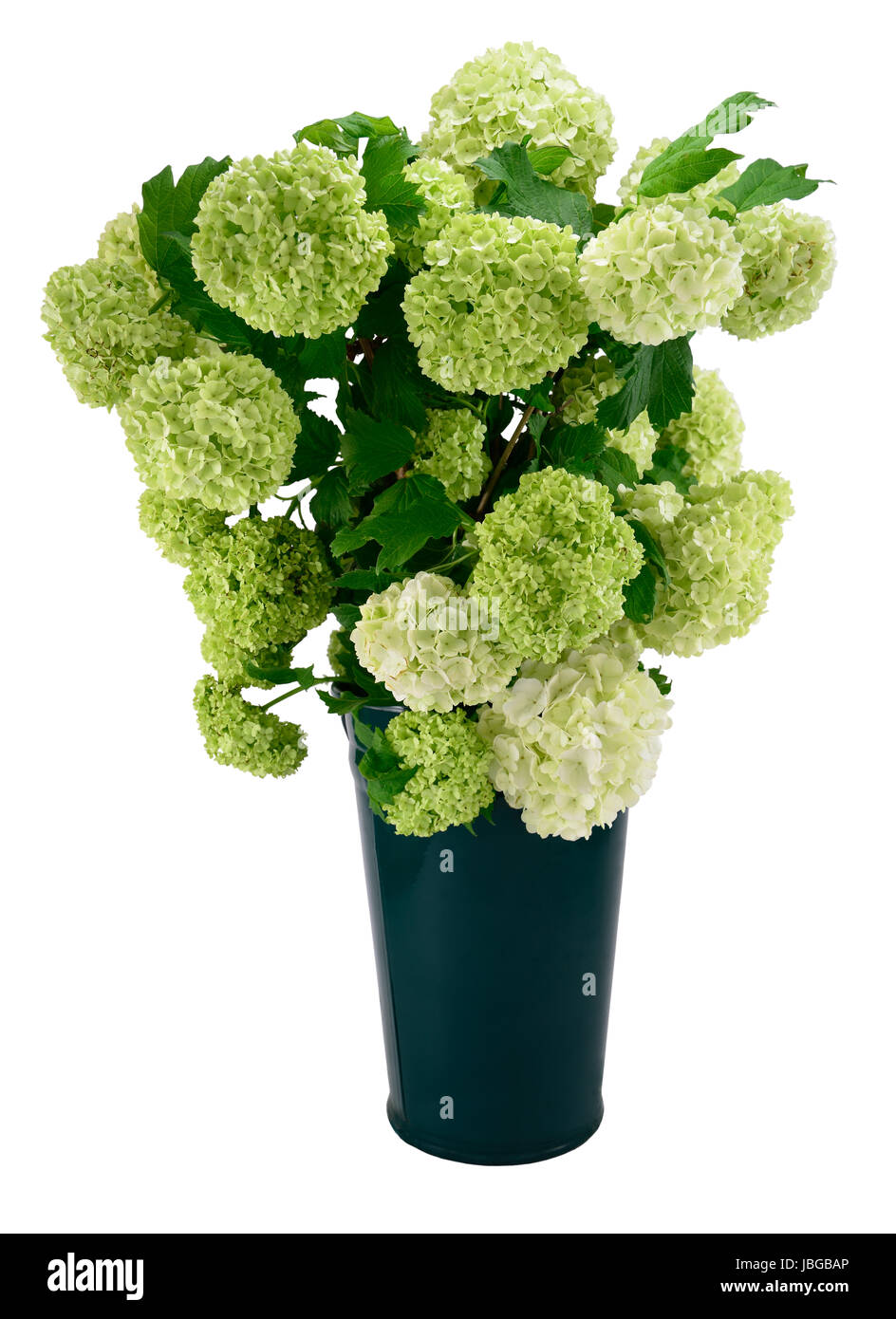 Snowball Viburnum Bush (or Guelder Rose) in green vase isolated on ...