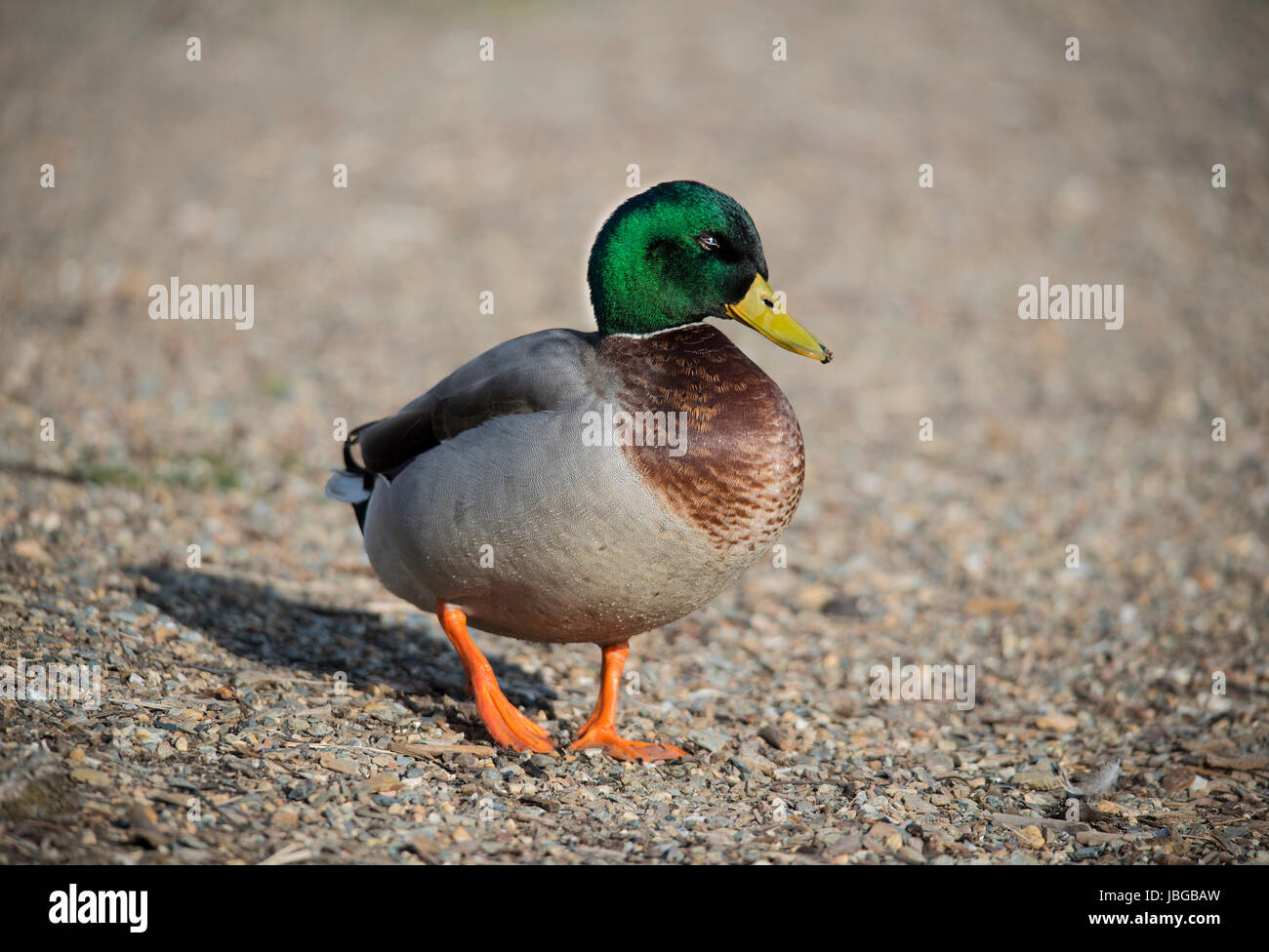 Dagobert duck hi-res stock photography and images - Alamy