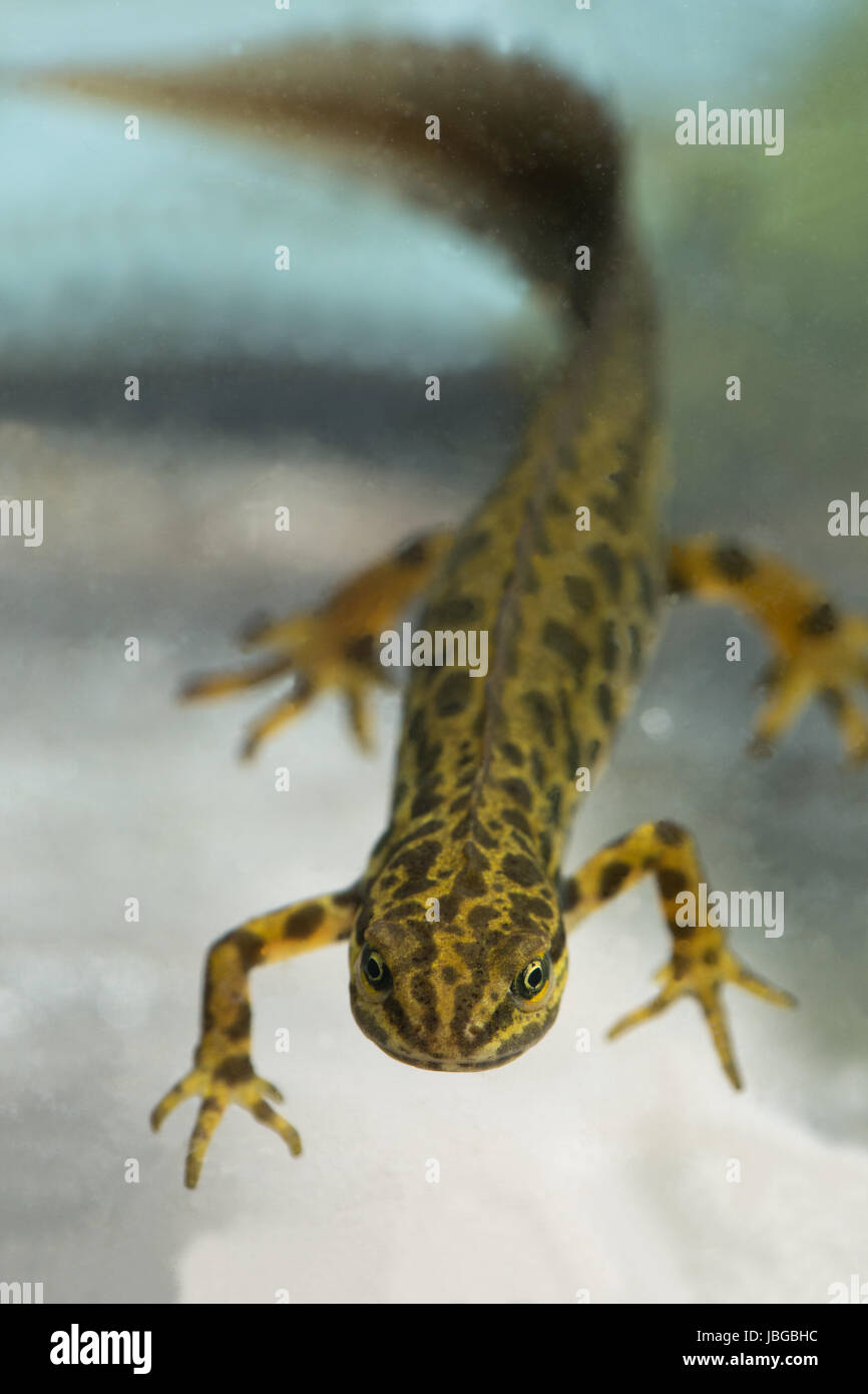 Common newt uk hi-res stock photography and images - Alamy
