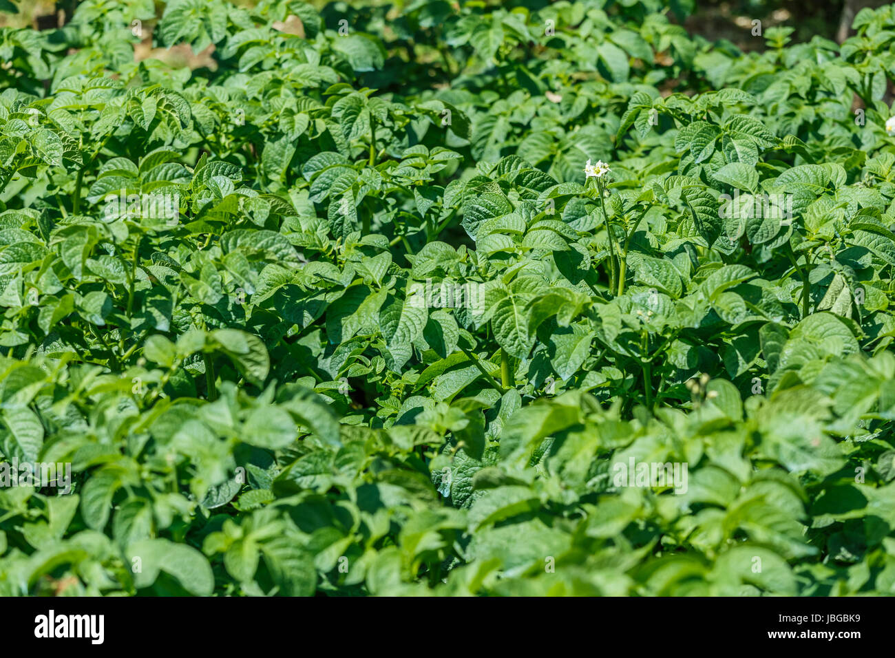 Potato plants as agricultural background Stock Photo - Alamy