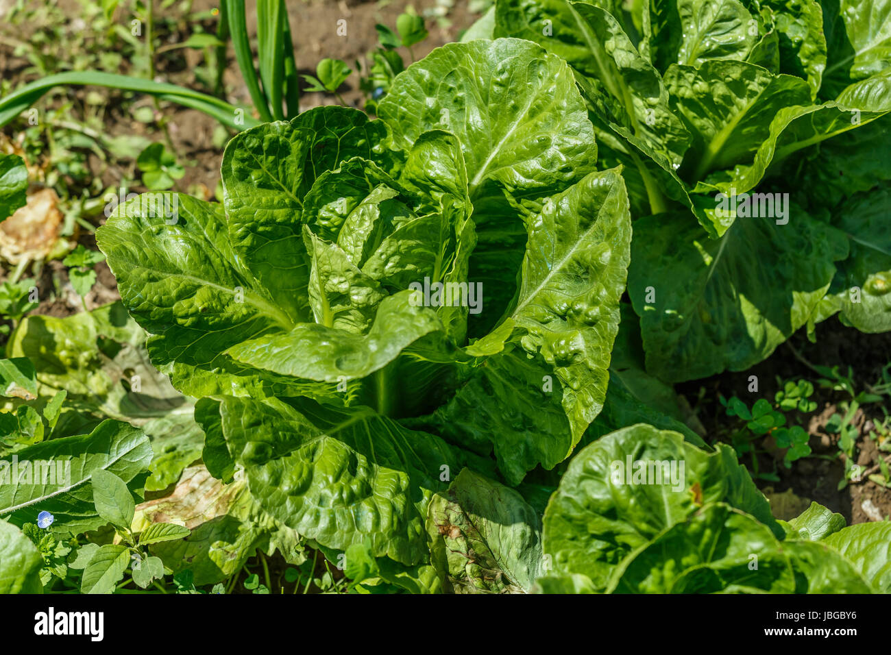 Green lettuce plants in growth at field (lettuce farm Stock Photo - Alamy