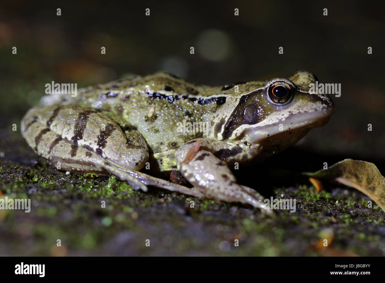 Common Frog Rana temporaria Stock Photo - Alamy